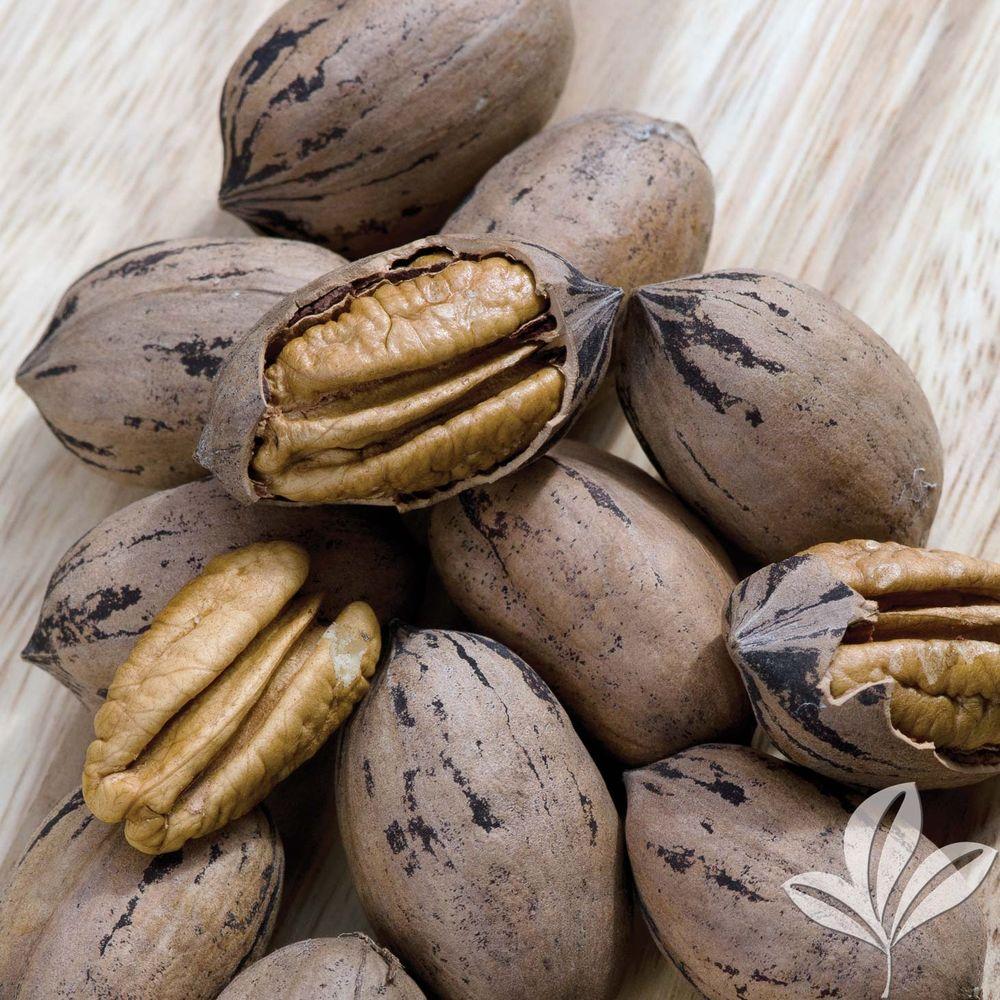 Pecans Falling On Public Property Don t Pick Them Up Sowega Live Pecans Falling On Public Property Don t Pick Them Up Sowega Live