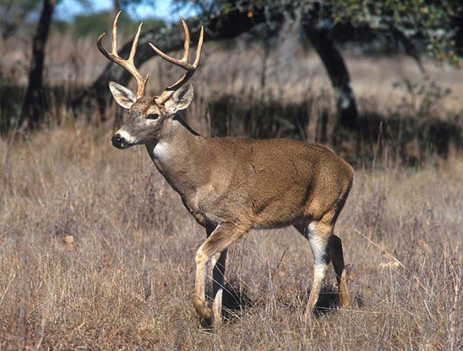 GA Hunters: New Deer Rut Map Available – Sowegalive