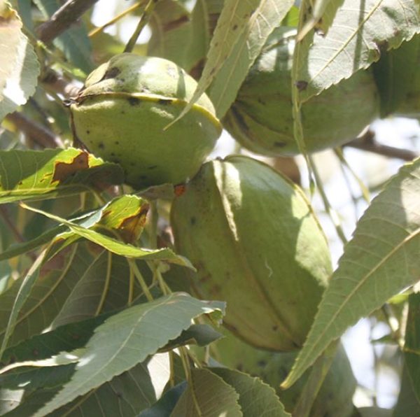 UGA Extension specialist optimistic about Georgia’s pecan crop – Sowegalive