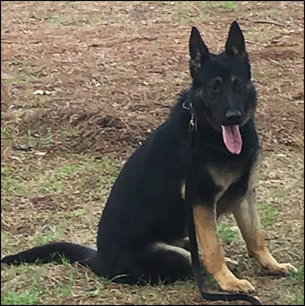 Furry puppy is newest Georgia DNR ranger – Sowegalive