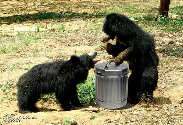 Garbage Attracts Bears: Stash Your Trash – Sowegalive