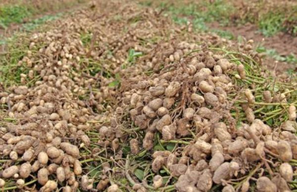 UGA field day to feature cotton, peanuts – Sowegalive